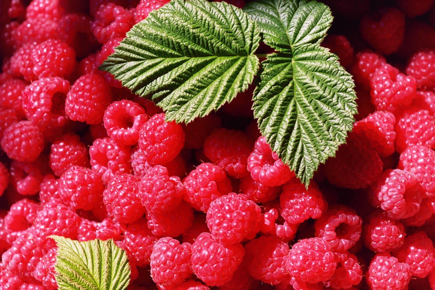 cueillette des petits fruits en Maine-et-LoireMa Cueillette