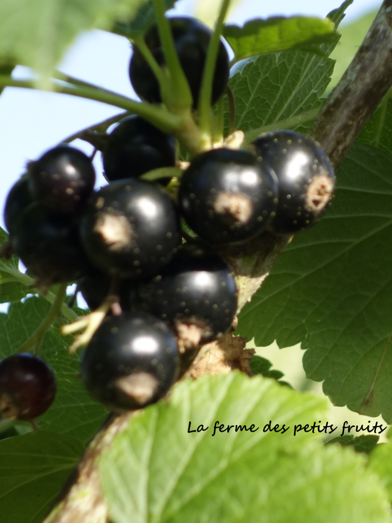 cassis, recette crème de cassisMa Cueillette