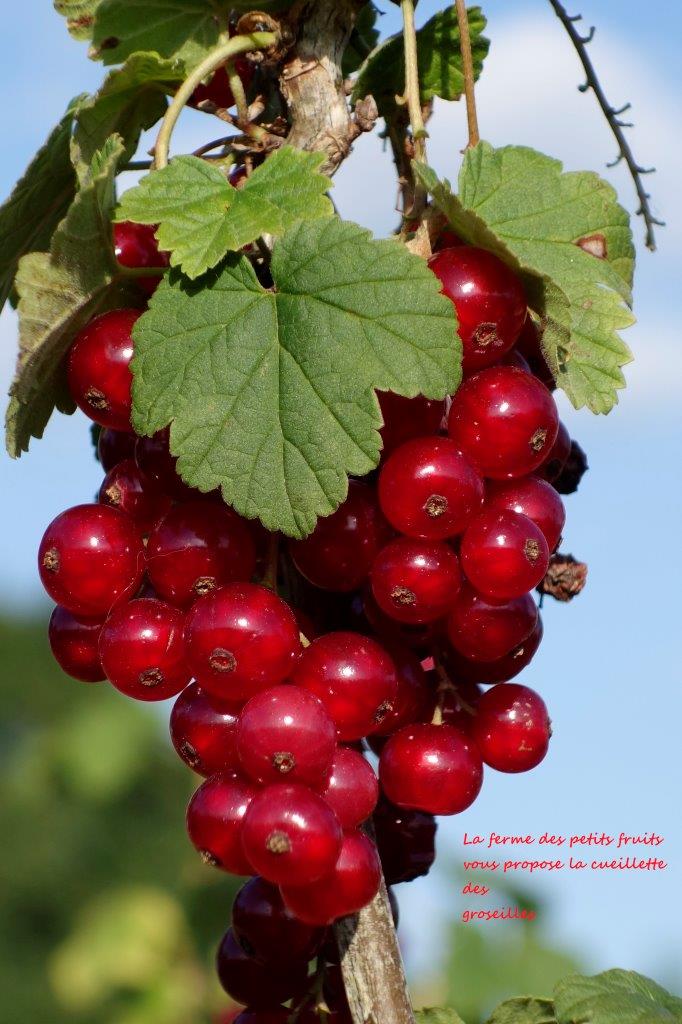 Groseilles rouge à cueillir - Ma CueilletteMa Cueillette