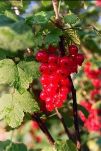 groseilles - Ma CueilletteMa Cueillette