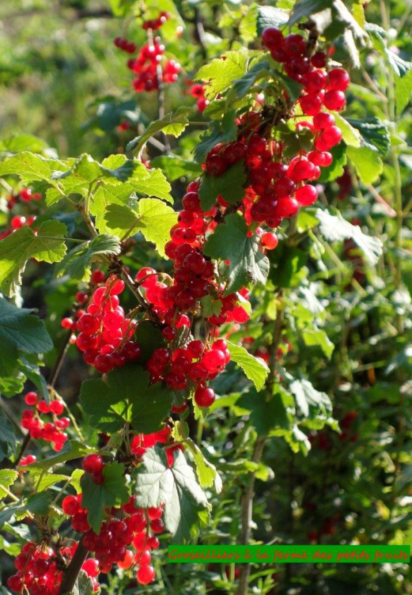 groseillier - Ma CueilletteMa Cueillette